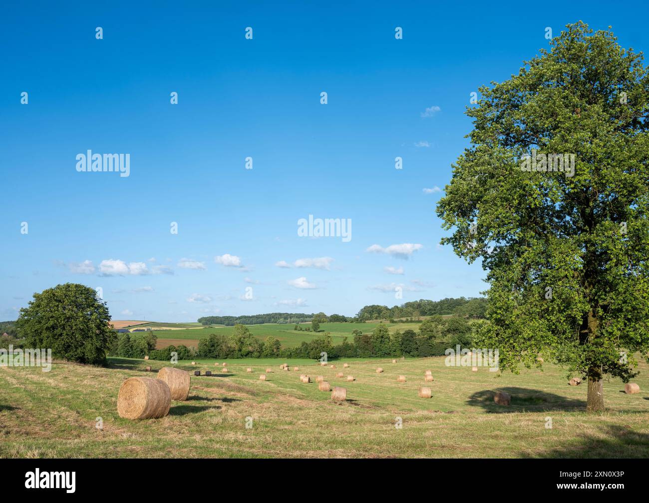 rural landscape of french champagne ardennes region with hay bales in ...