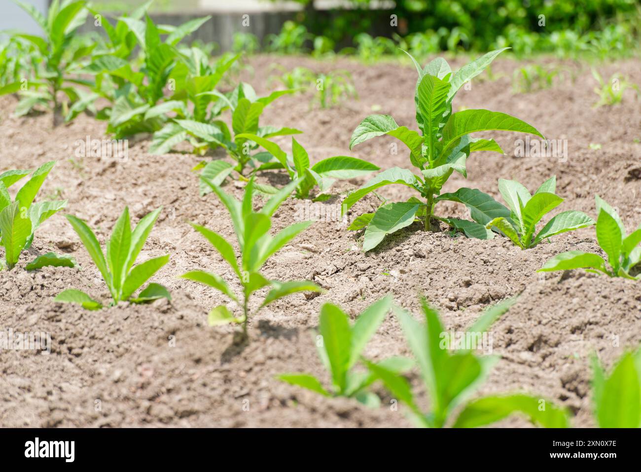 Tobacco plants growing in the State of Virginia, USA Stock Photo - Alamy