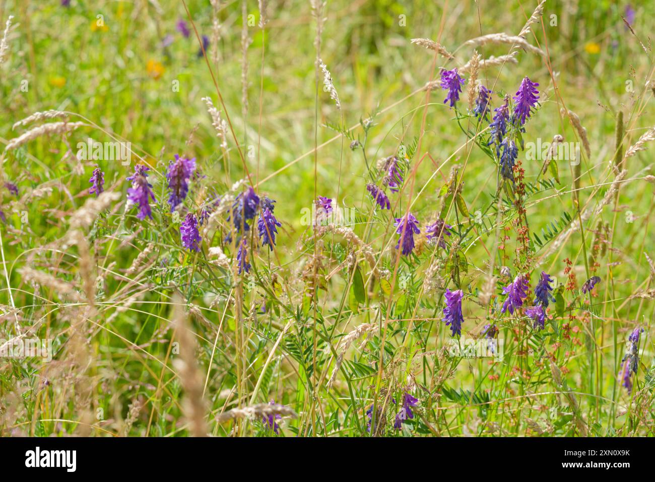 Field vetch hi-res stock photography and images - Alamy
