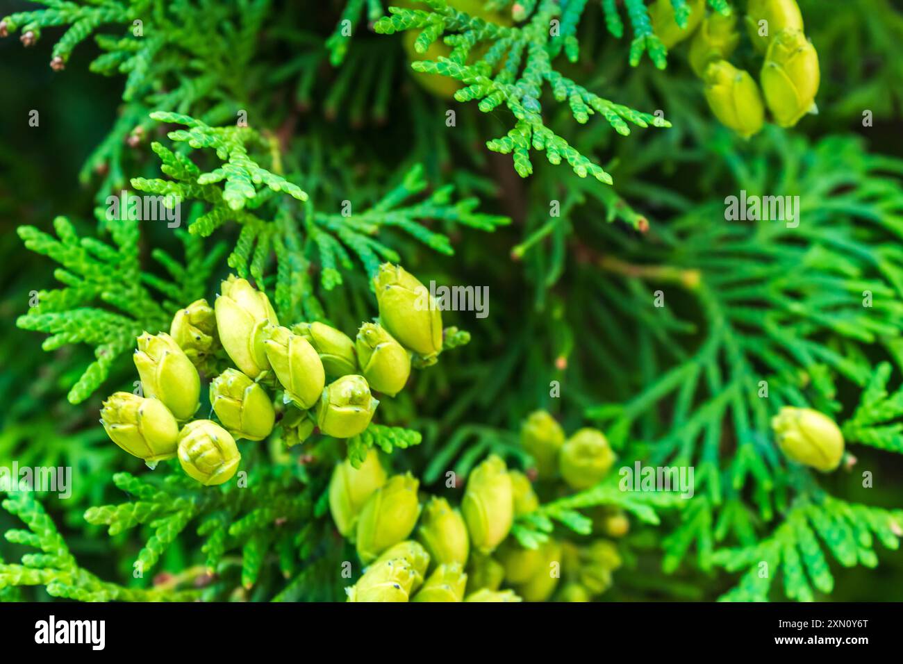 Lush Christmas tree in the sunlight Stock Photo - Alamy