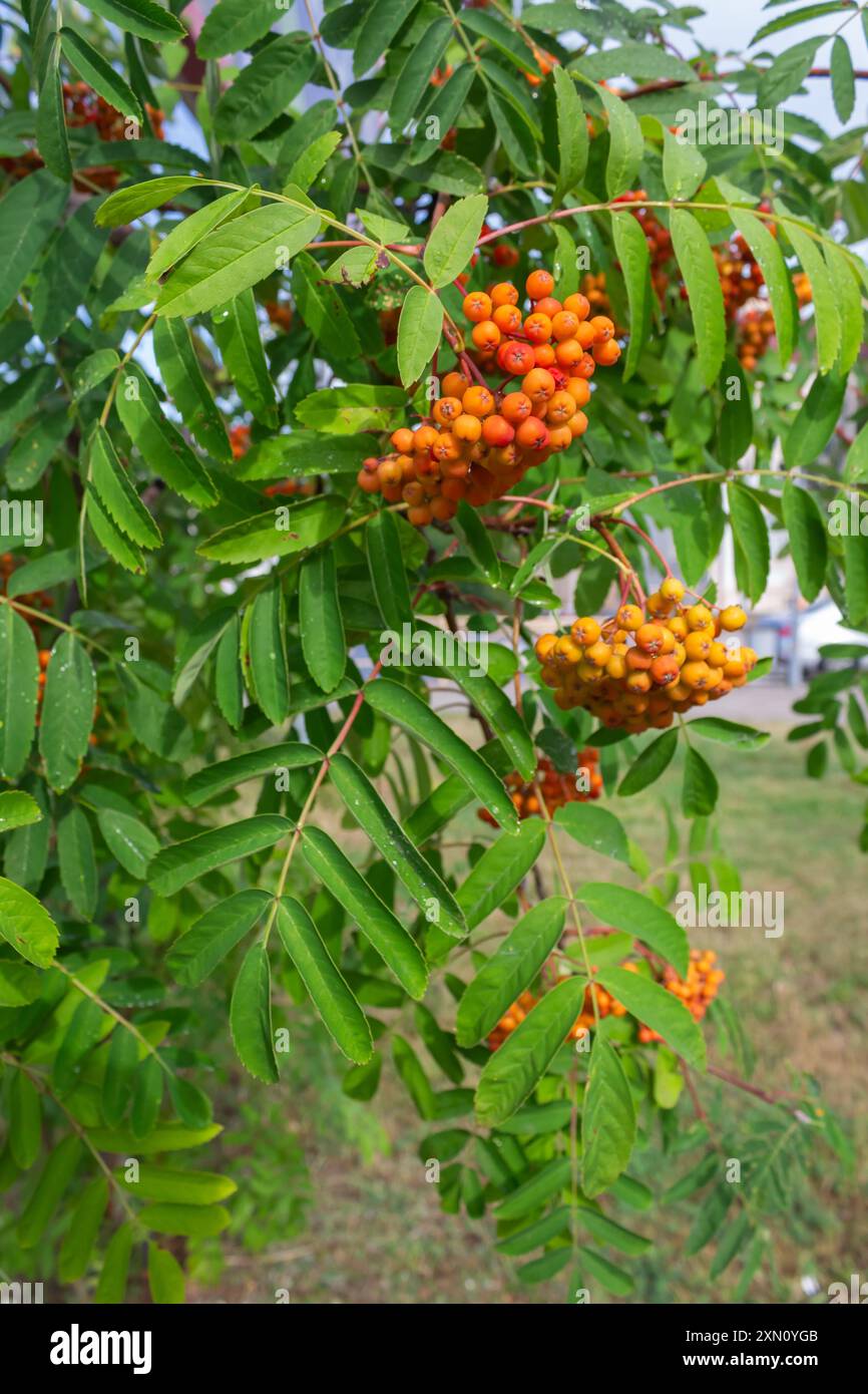 The beauty of rowan after summer rain Stock Photo - Alamy