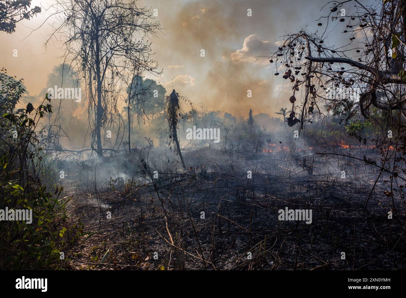 Amazon rainforest illegal deforestation fire aerial view to open land ...