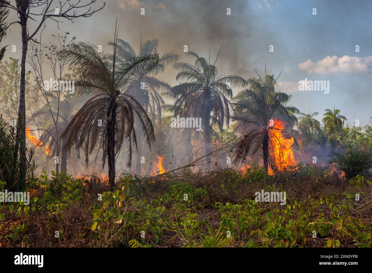Amazon rainforest burning aerial hi-res stock photography and images ...