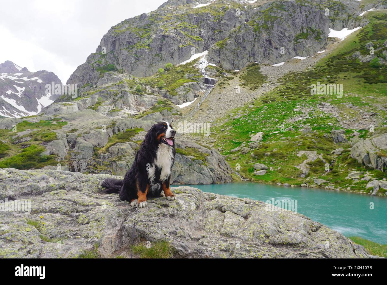 Bernese Mountain Dog in French Pyrenees, lake and mountains in the ...