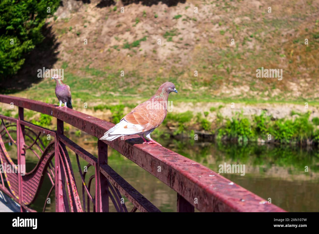 The beauty of urban birds Stock Photo - Alamy