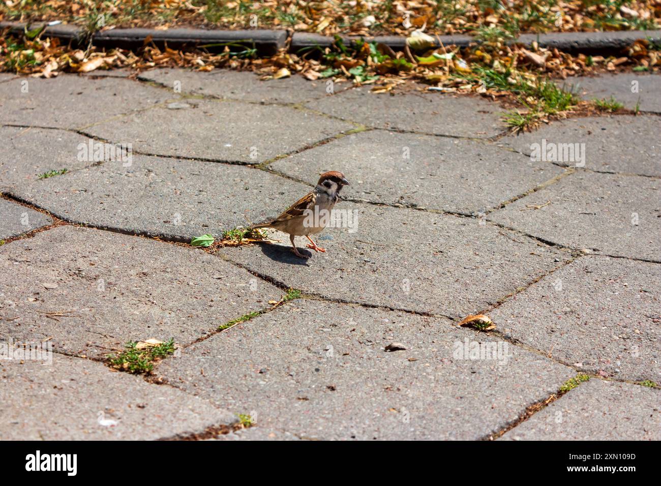 The beauty of urban birds Stock Photo - Alamy