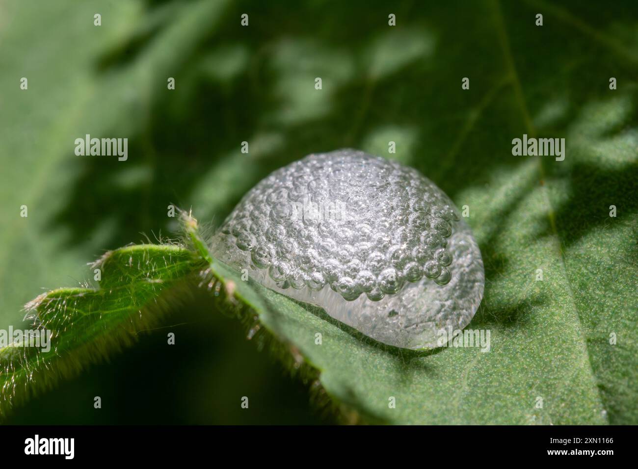 Closeup image of cuckoo spit Stock Photo - Alamy