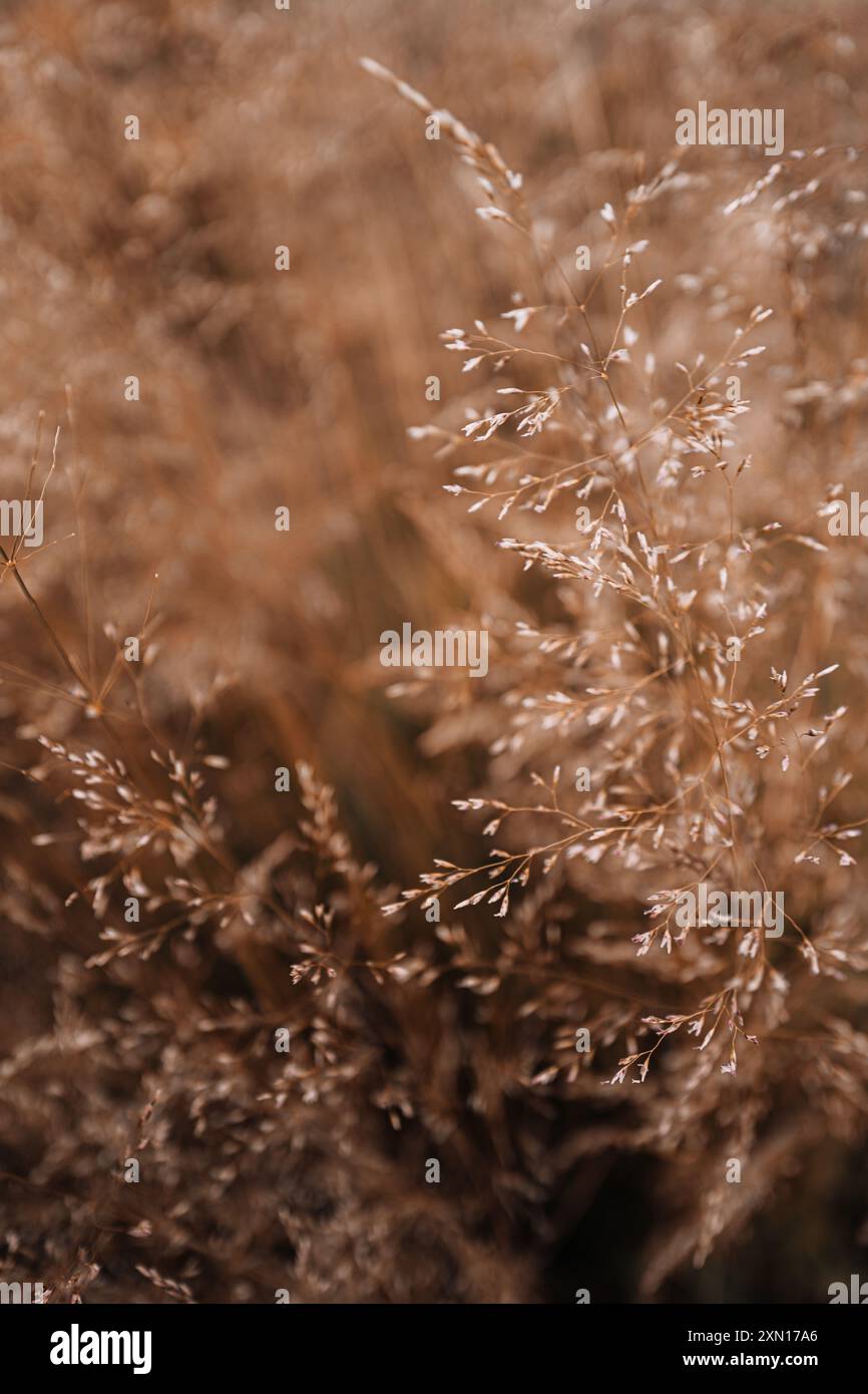 Autumn dry beige field plants growing in nature, rustic background for ...