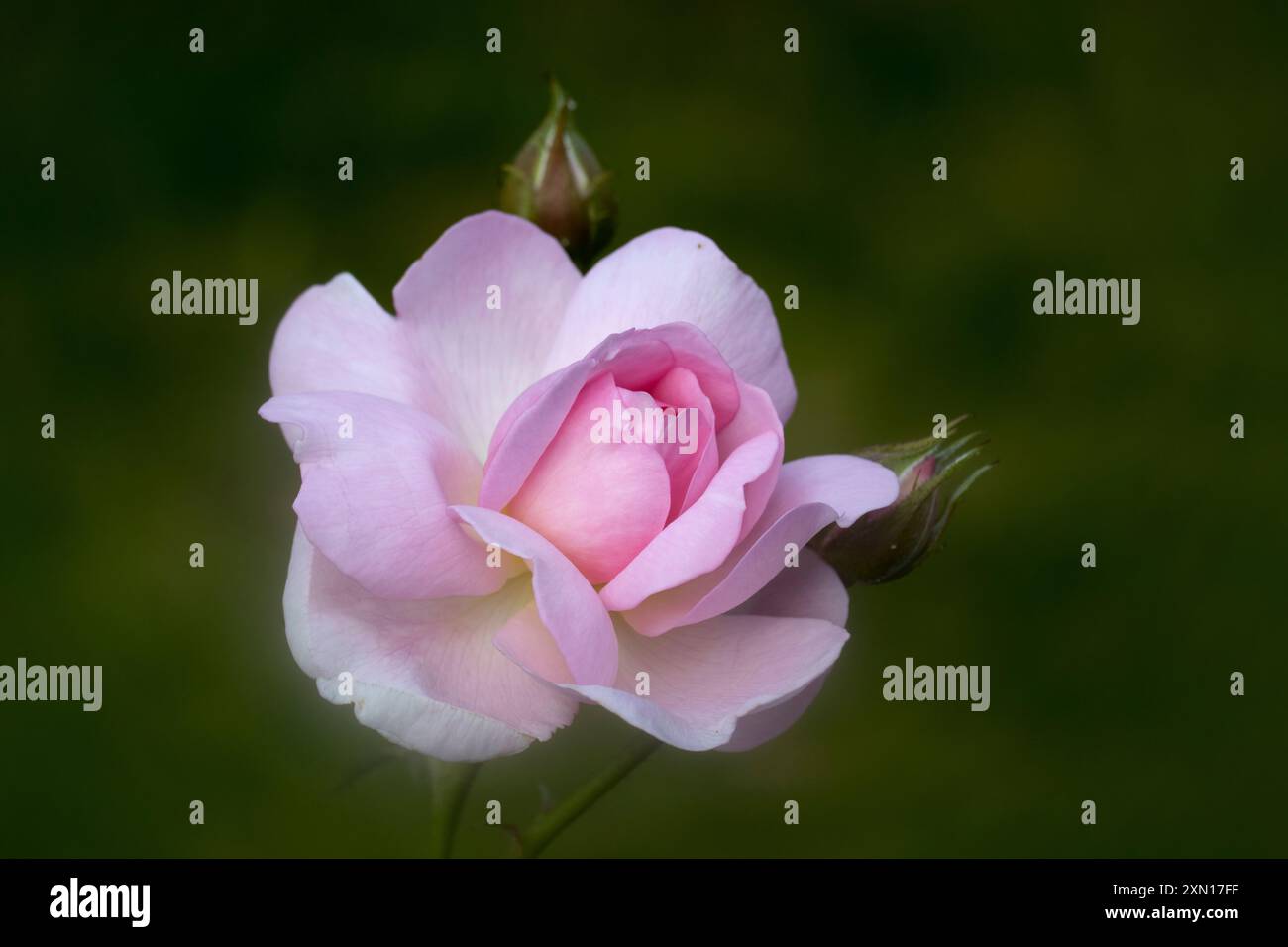 Pink Rose Sceptred Isle as in John of Gaunt's Speech Expressing His ...