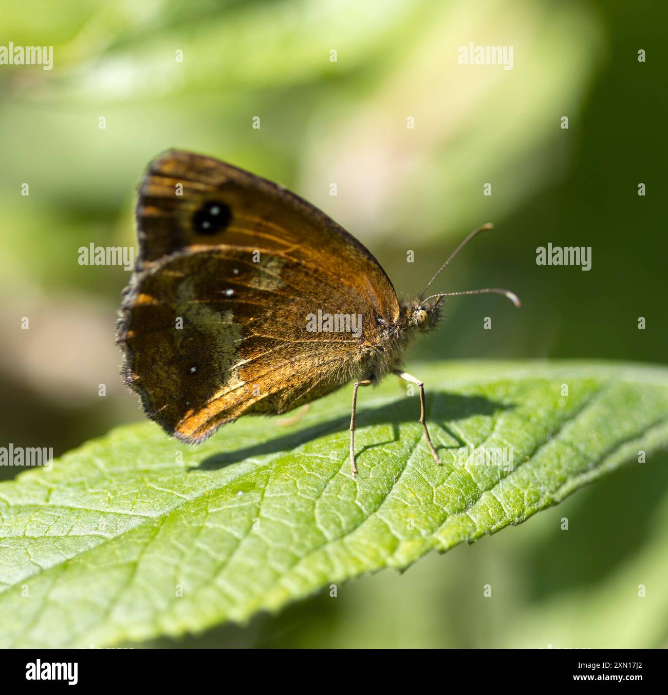 Female Gatekeeper Butterfly Pyronia tithonus Stock Photo - Alamy