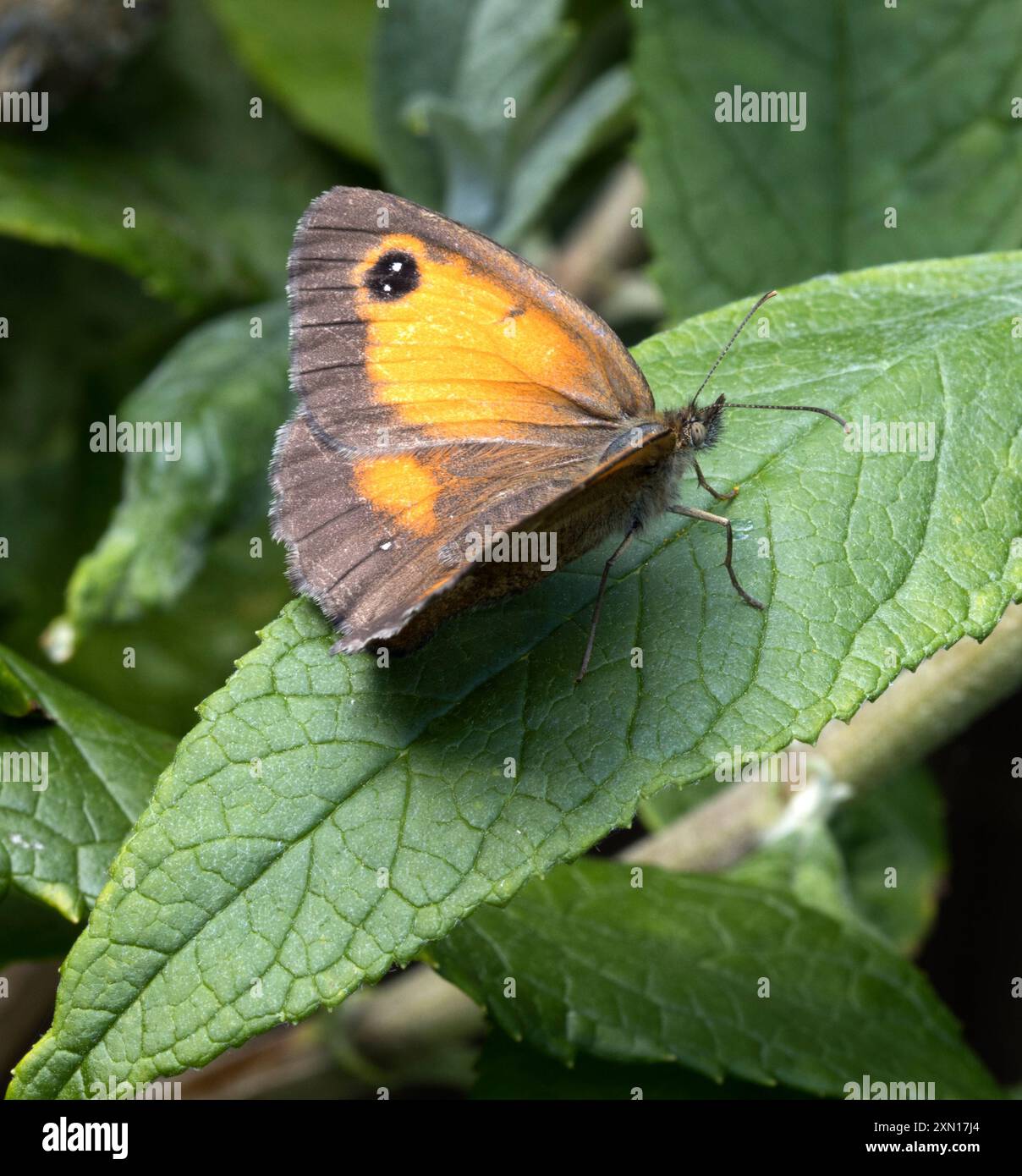 Female Gatekeeper Butterfly Pyronia tithonus Stock Photo - Alamy
