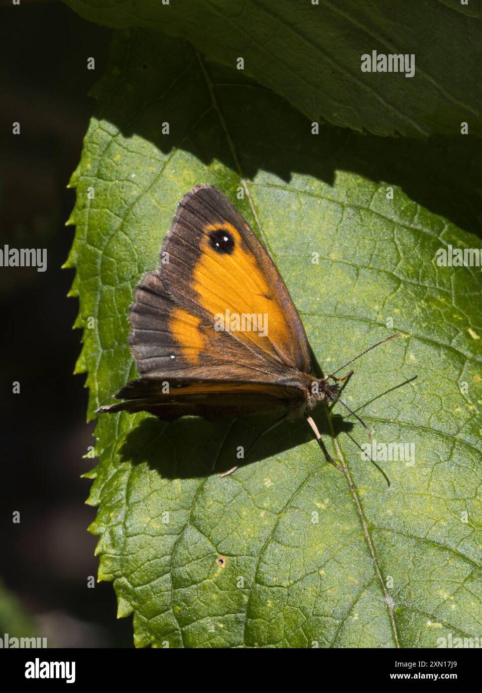 Female Gatekeeper Butterfly Pyronia tithonus Stock Photo - Alamy