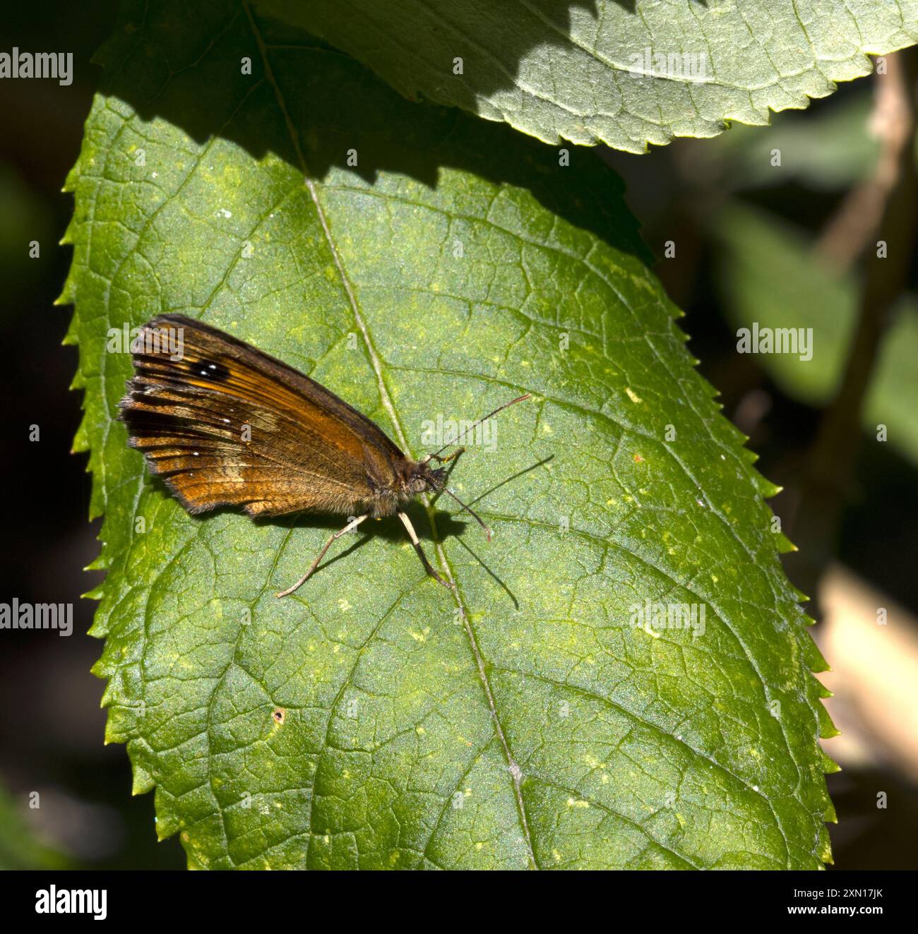 Female Gatekeeper Butterfly Pyronia tithonus Stock Photo - Alamy