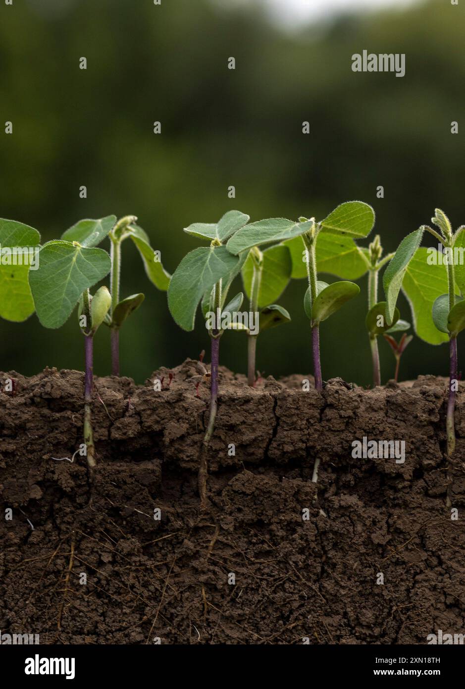 Young soybean plants with roots in the soil Stock Photo - Alamy