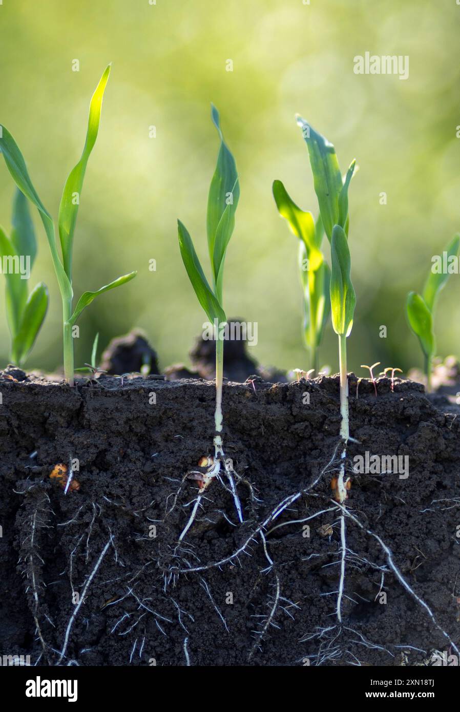 Young corn plants with roots in the soil Stock Photo - Alamy