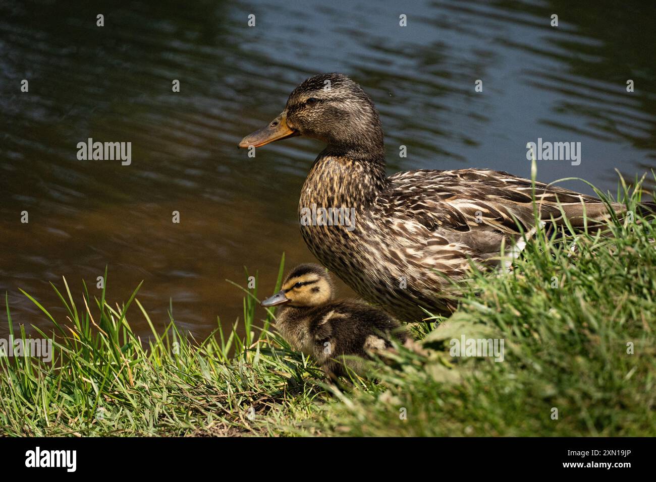 Mother Mallard duck with her young chick by the water Stock Photo - Alamy