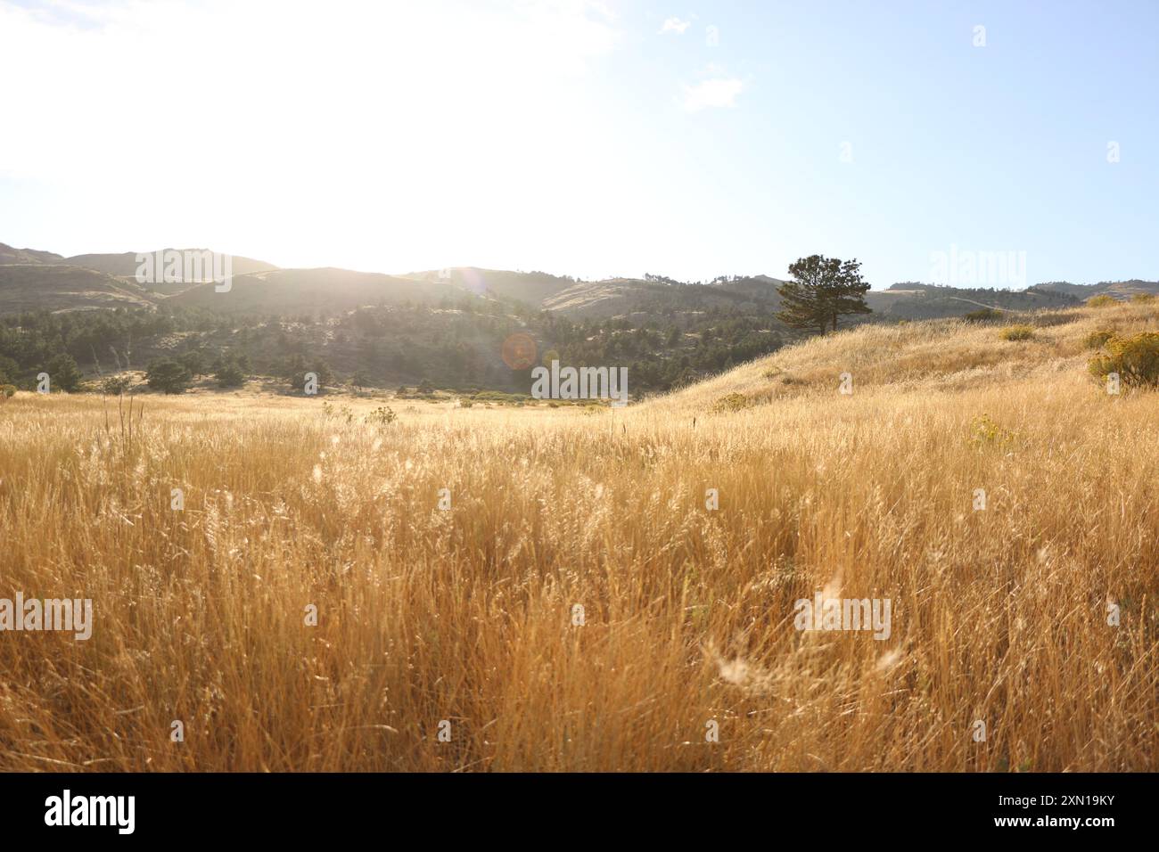 A field in autumn in a valley of the Rocky Mountains at Bobcat Ridge ...