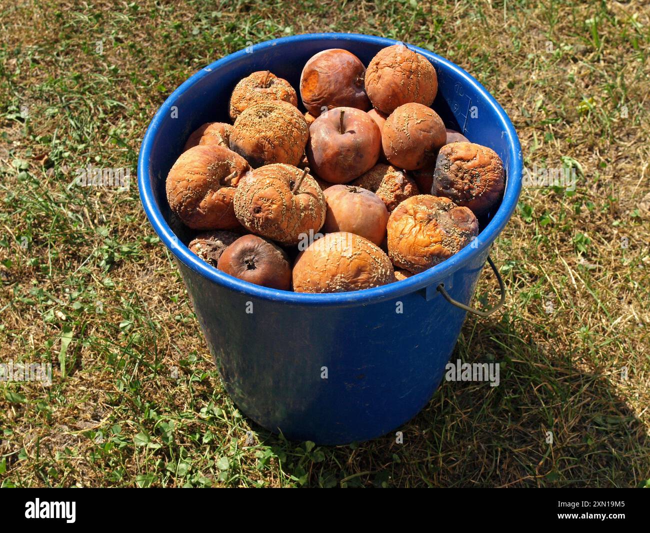 Rotten apples. A bucket filled with rotten apples. Lost crop. Sun baked ...