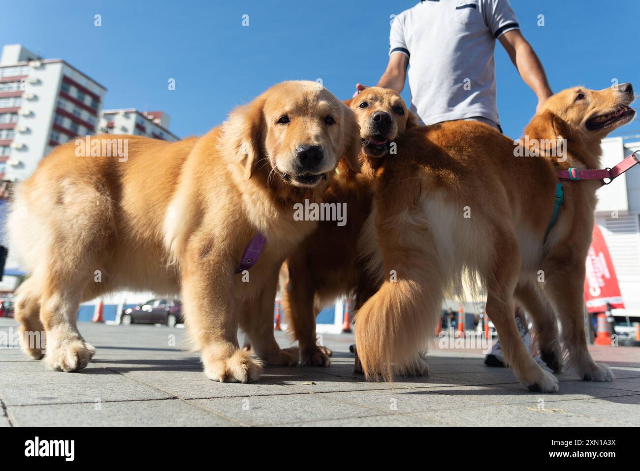 Salvador, Bahia, Brazil - June 30, 2024: Dogs are seen parading in ...