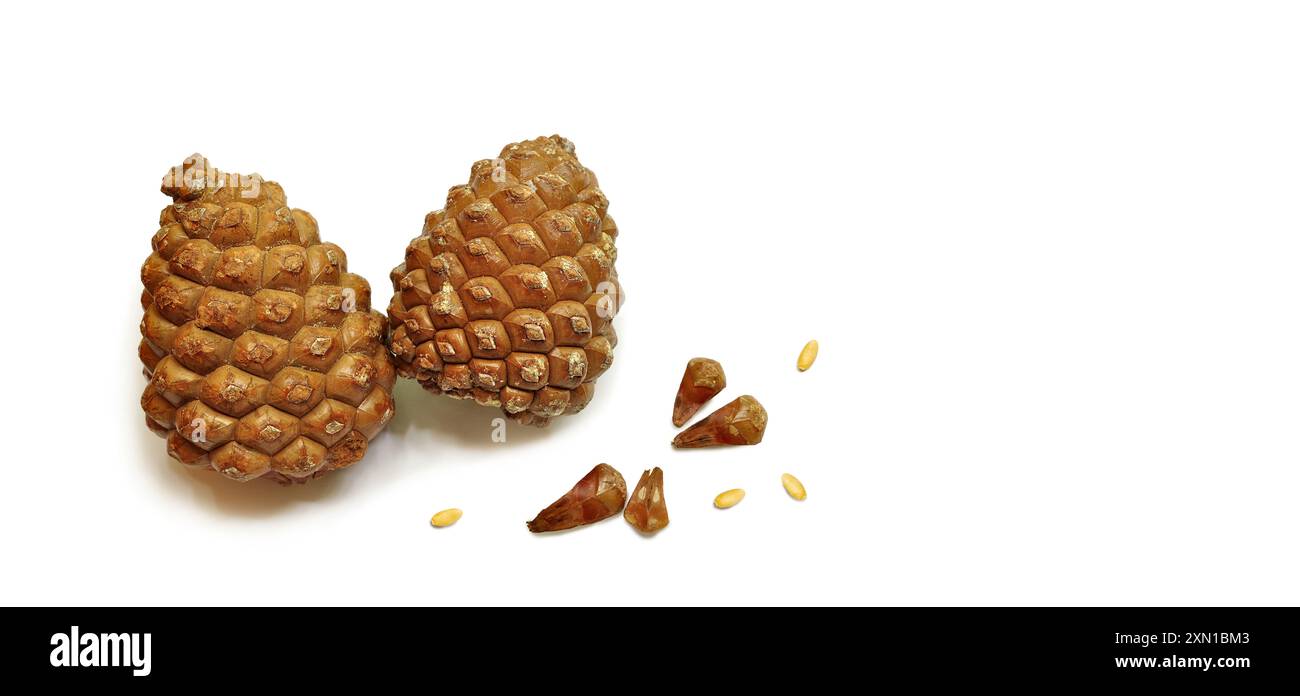 Pinyon pine cone, cedar cone. Pine nuts, seeds. Nutritious food. The ...