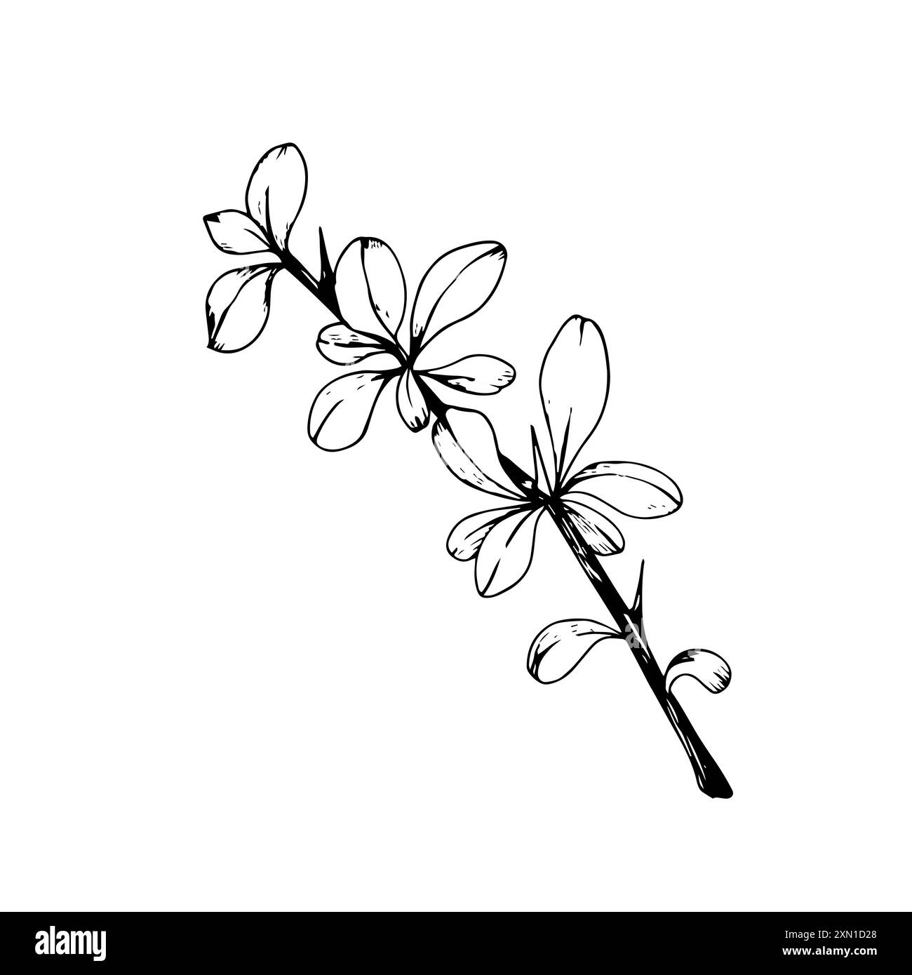 Sketch of barberry branches. Vector black and white hand drawn ...