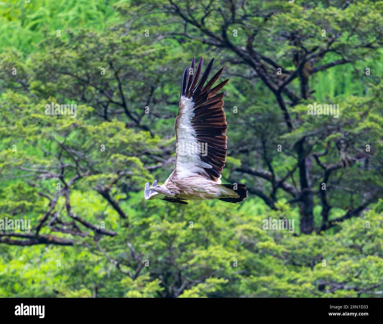 Wildlife of montane forest hi-res stock photography and images - Alamy
