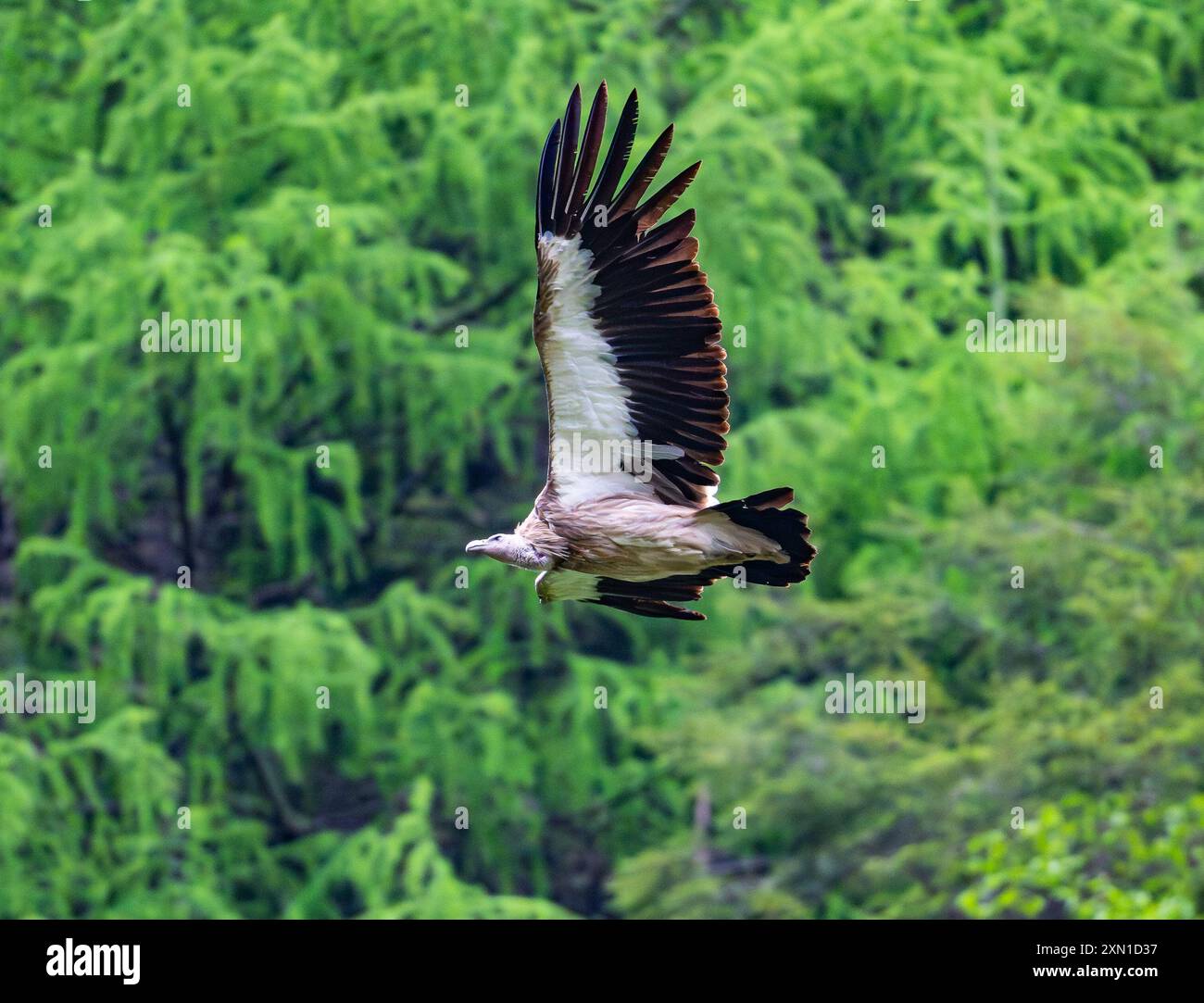 A Himalayan Griffon (Gyps himalayensis) flying over montane forest ...
