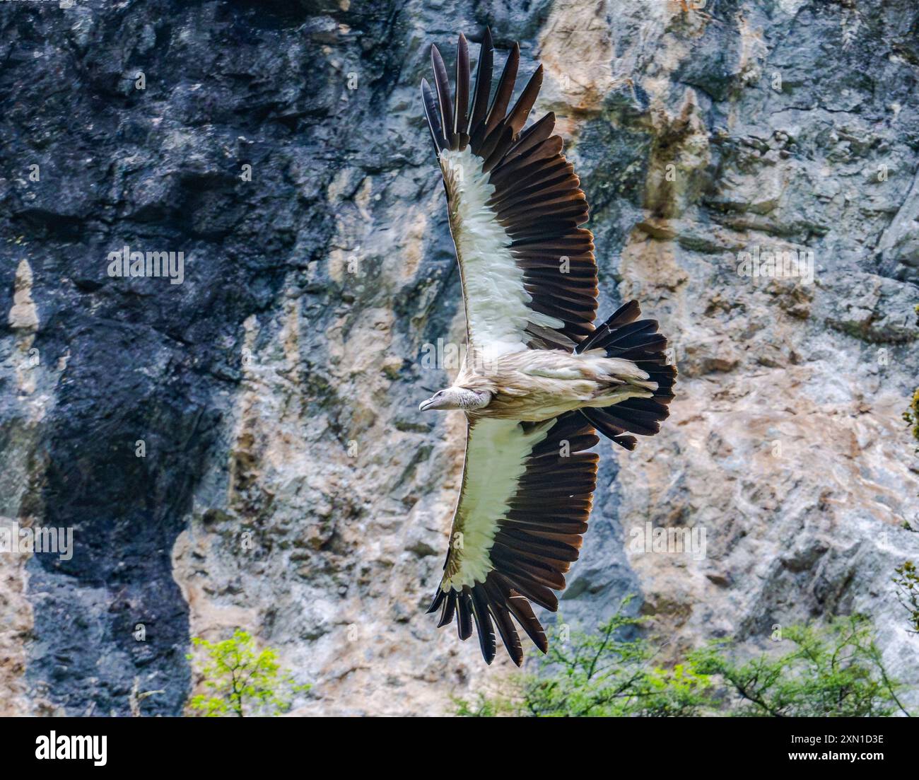 A Himalayan Griffon (Gyps himalayensis) flying in rocky mountains ...