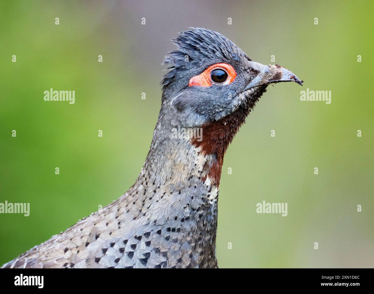 Monal partridge hi-res stock photography and images - Alamy