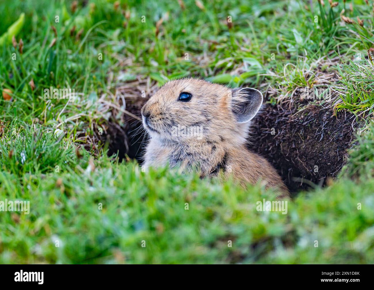 A Plateau Pika (Ochotona curzoniae) inside its burrow. Sichuan, China ...