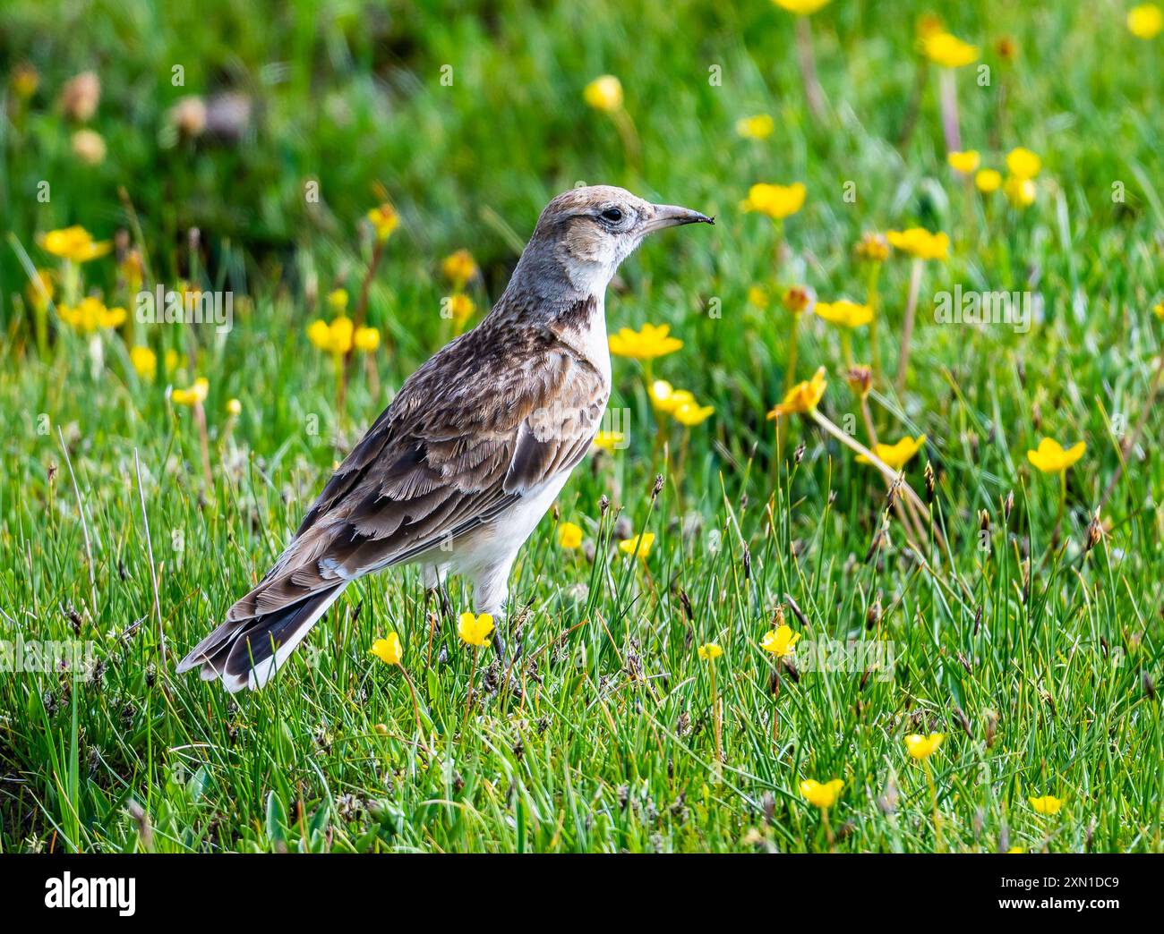 A Tibetan Lark (Melanocorypha maxima) foraging in grassland. Sichuan ...