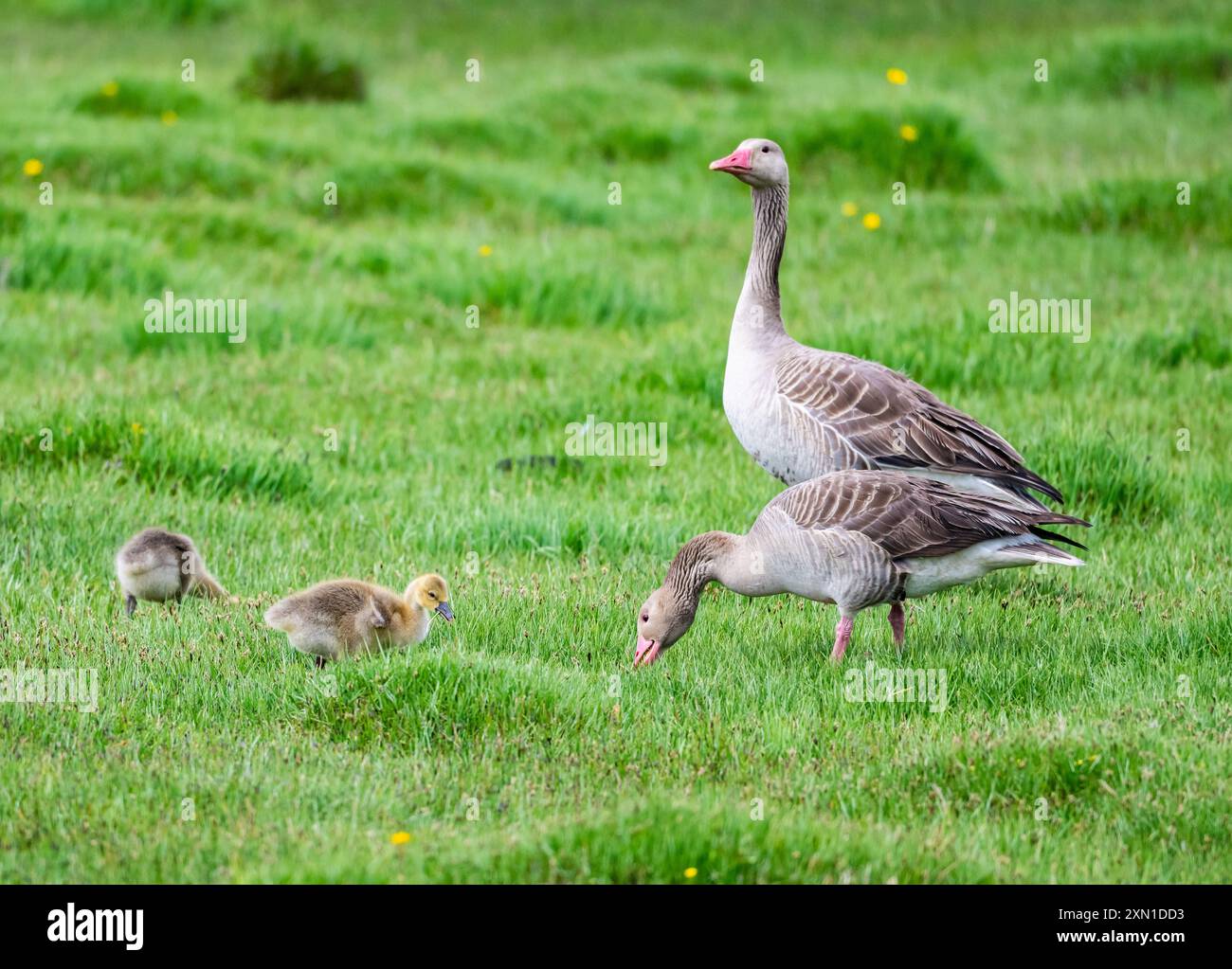 A family of wild Greylag Geese (Anser anser) foraging on grassland of ...