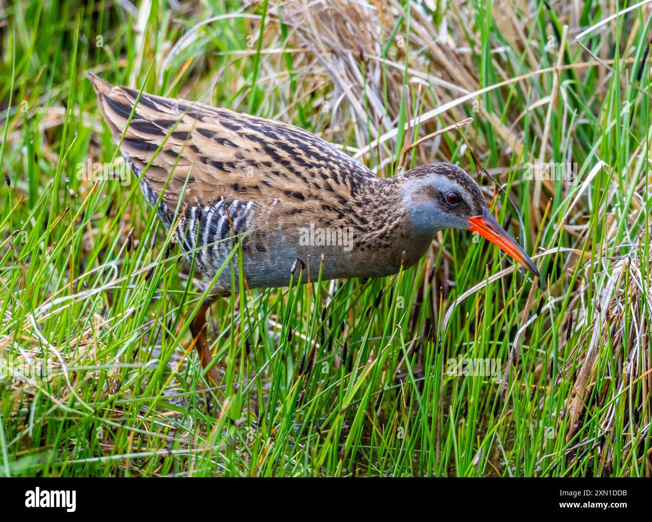 A Brown-cheeked Rail (Rallus indicus) foraging in grass. Sichuan, China ...