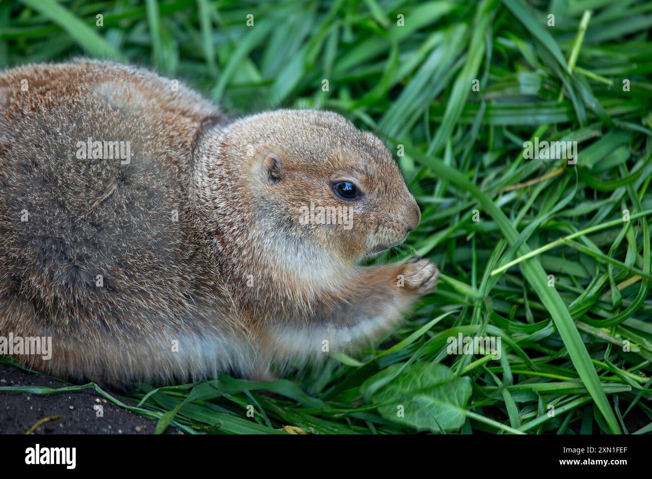 A Prairie Dog standing alert in its burrow. Found in the grasslands of ...