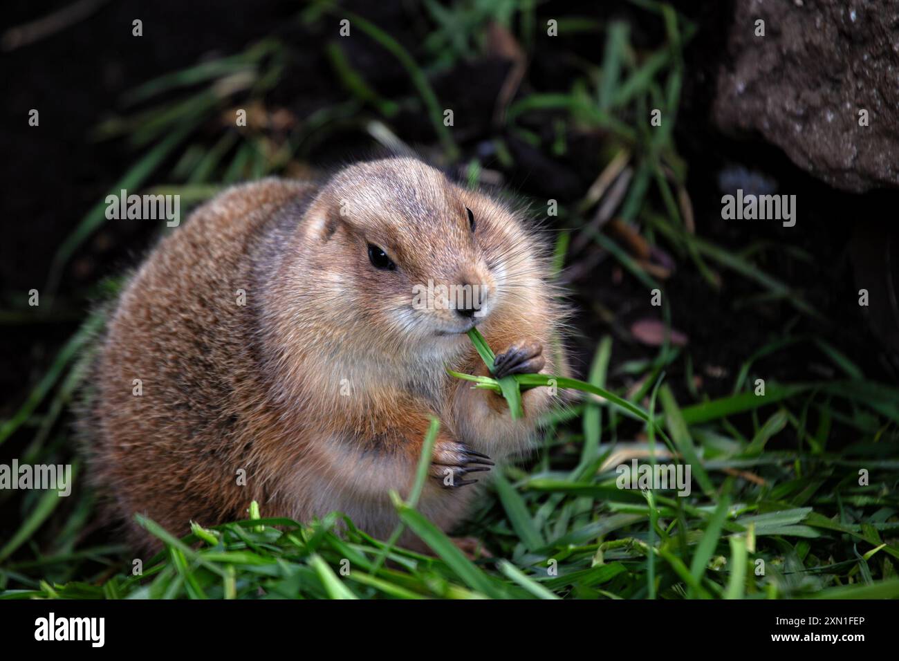 A Prairie Dog standing alert in its burrow. Found in the grasslands of ...