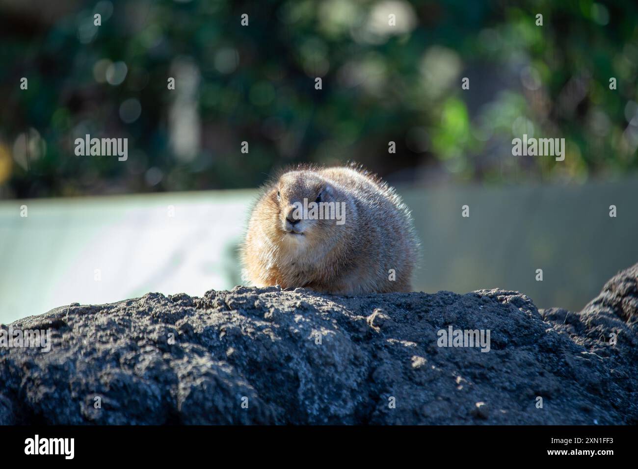 A Prairie Dog standing alert in its burrow. Found in the grasslands of ...