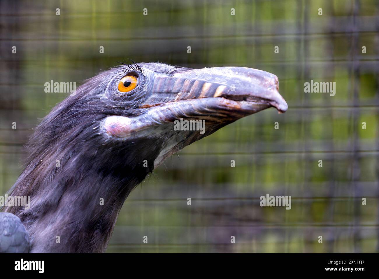 A Luzon tarictic hornbill was observed. Native to Luzon Island in the ...