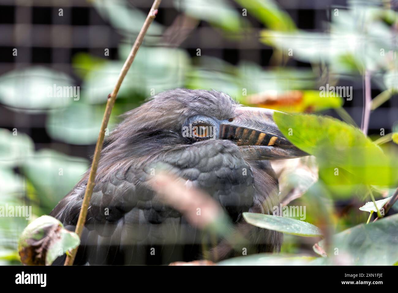 A Luzon tarictic hornbill was observed. Native to Luzon Island in the ...