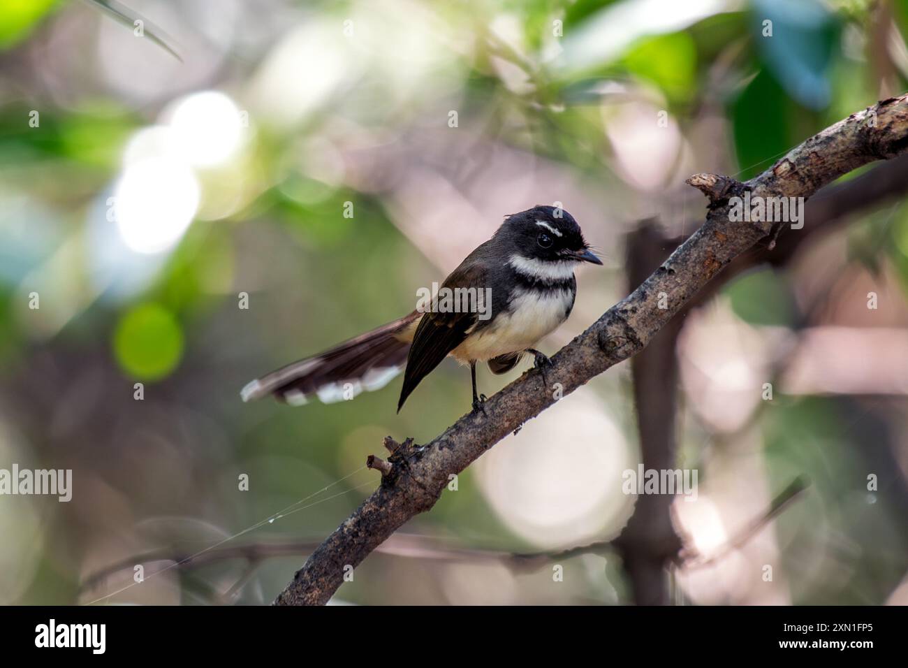 A Malaysian Pied Fantail perched gracefully with its distinctive black ...