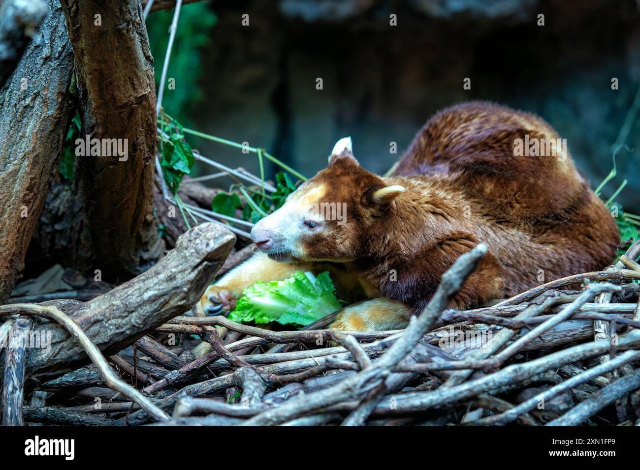 A Matschie's tree-kangaroo was spotted. Endemic to the mountains of New ...