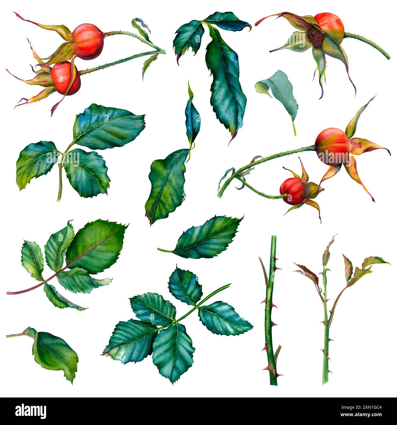 Set of green leaves, wild rose stems, rose hips. Watercolor hand drawn ...