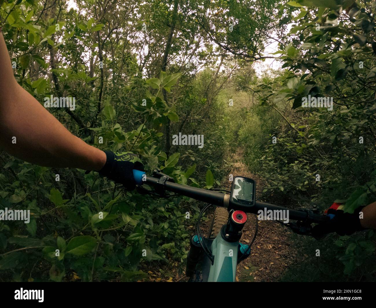 Riding a mountain bike bicycle rider point of view on a forest single ...