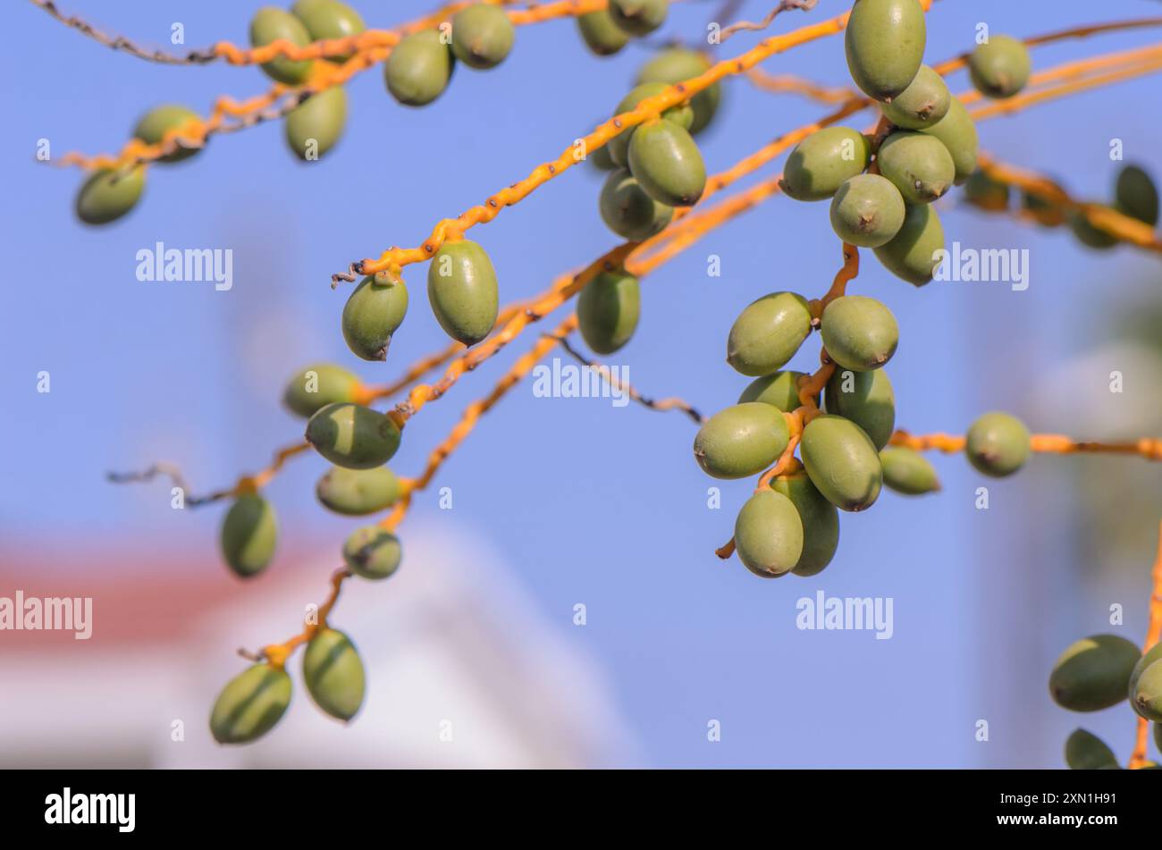 Date bunch harvesting hi-res stock photography and images - Alamy