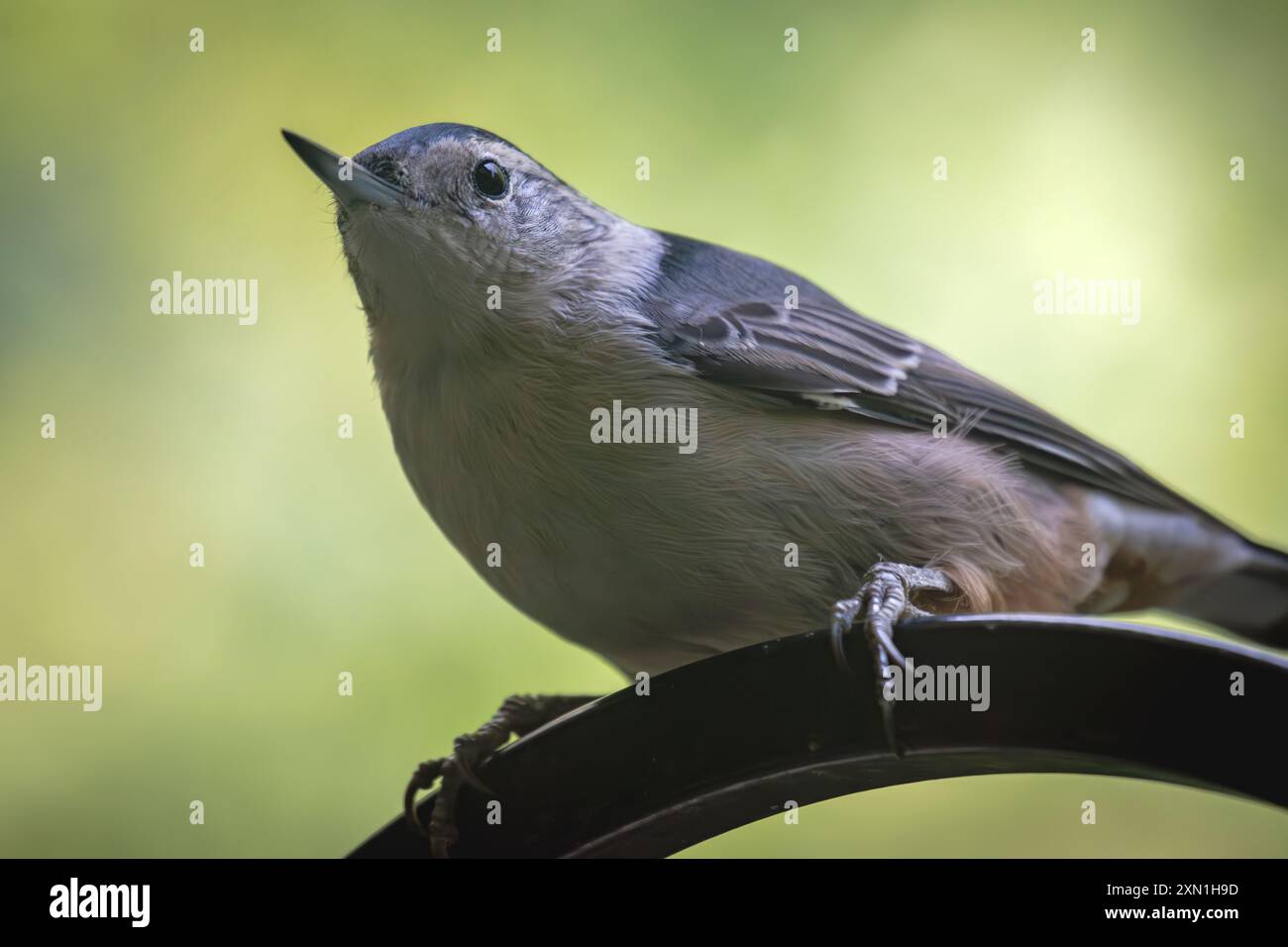 Nuthatch tree creeper hi-res stock photography and images - Alamy