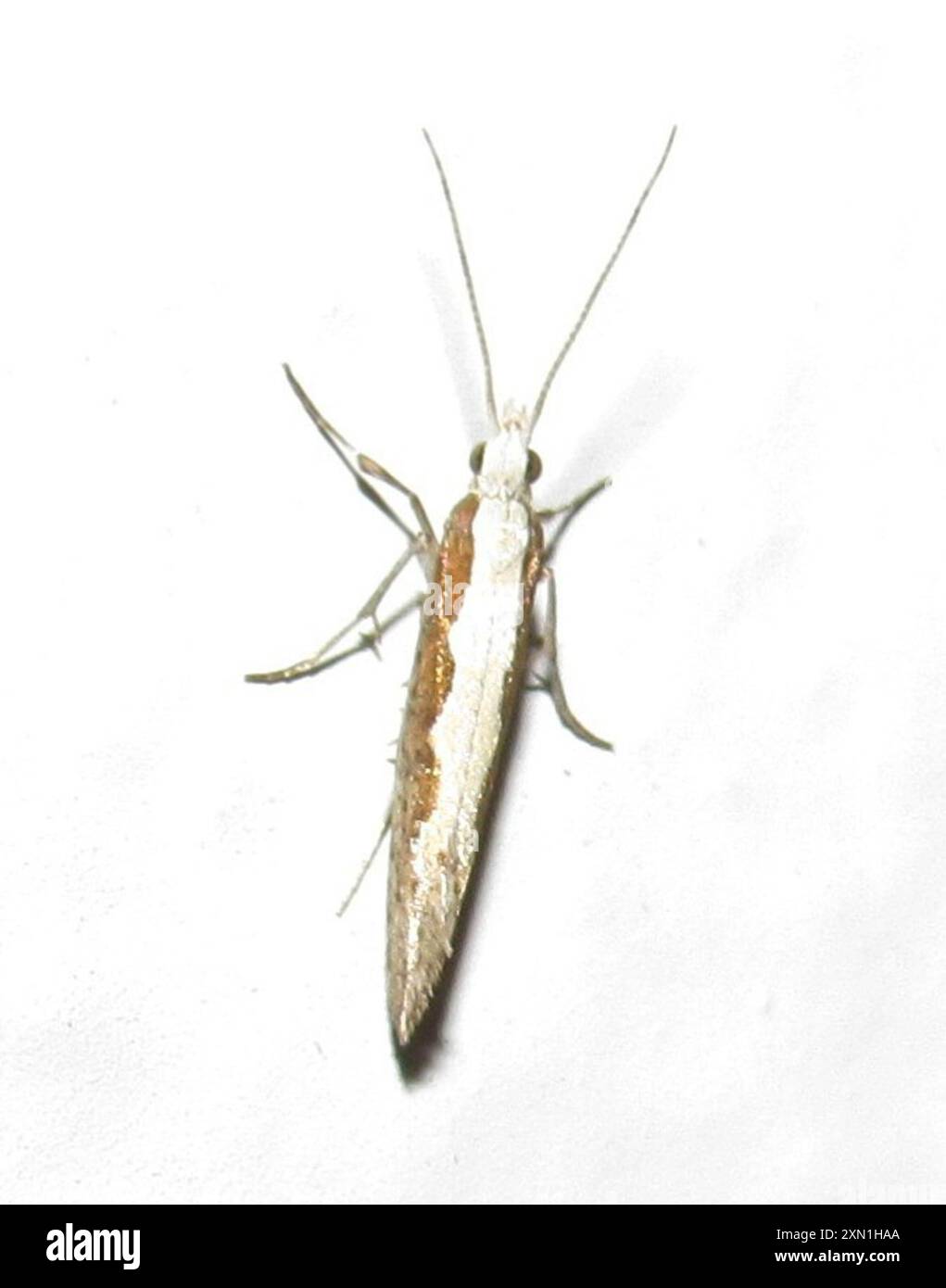 Diamondback Moth (Plutella xylostella) Insecta Stock Photo - Alamy