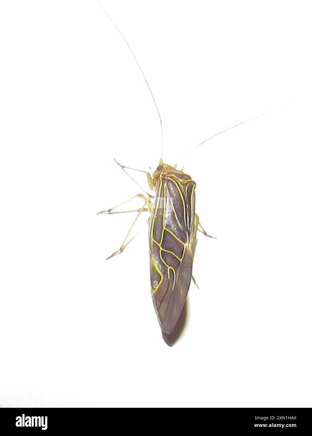 Tree Cattle (Cerastipsocus venosus) Insecta Stock Photo - Alamy