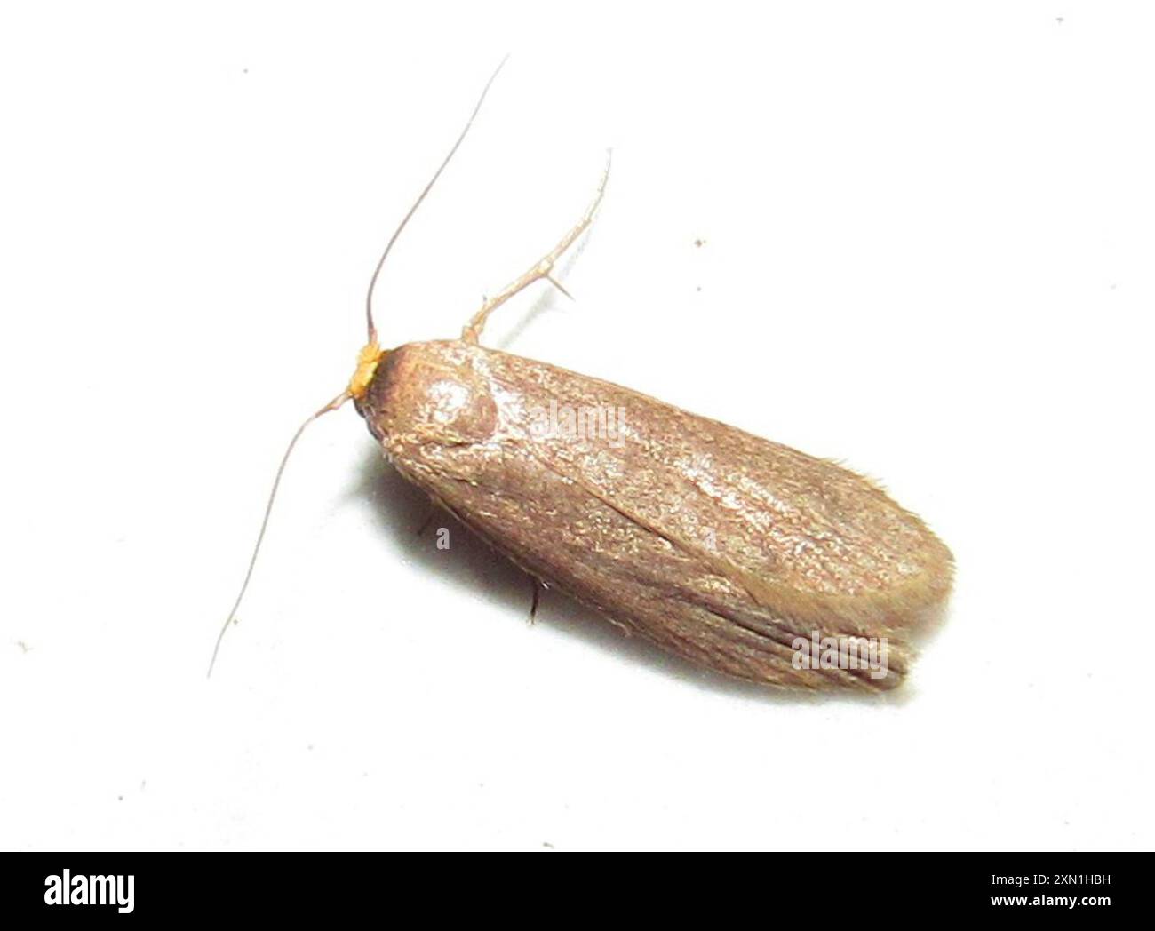 Lesser Wax Moth (Achroia grisella) Insecta Stock Photo - Alamy