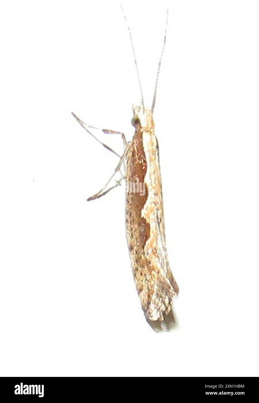 Diamondback Moth (Plutella xylostella) Insecta Stock Photo - Alamy