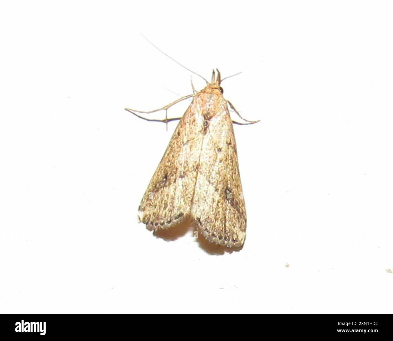 Black-spotted Schrankia (Hypenopsis macula) Insecta Stock Photo - Alamy