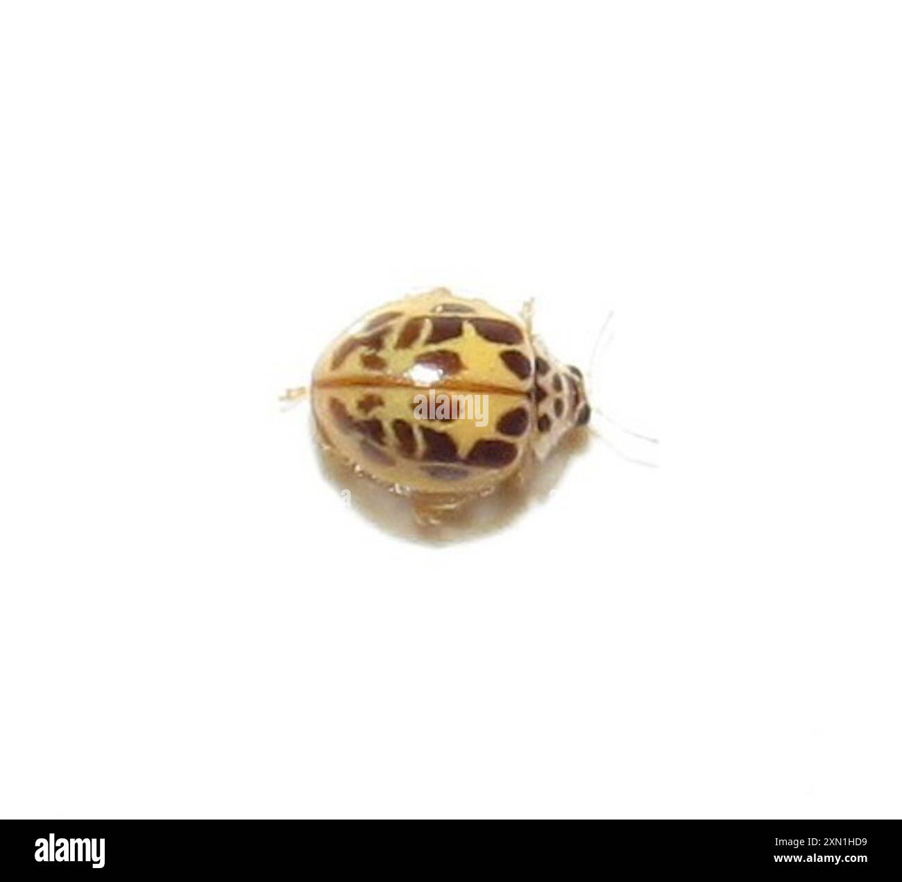 Fungus-eating Lady Beetles (Psyllobora) Insecta Stock Photo - Alamy